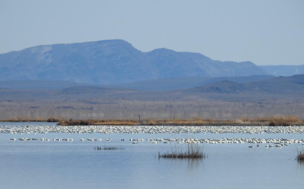Summer Lake Shorebird Survey - East Cascades Bird Alliance