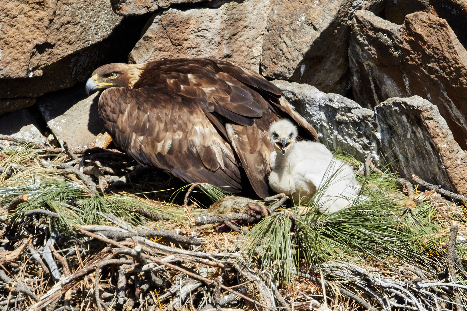 East Cascades Bird Alliance