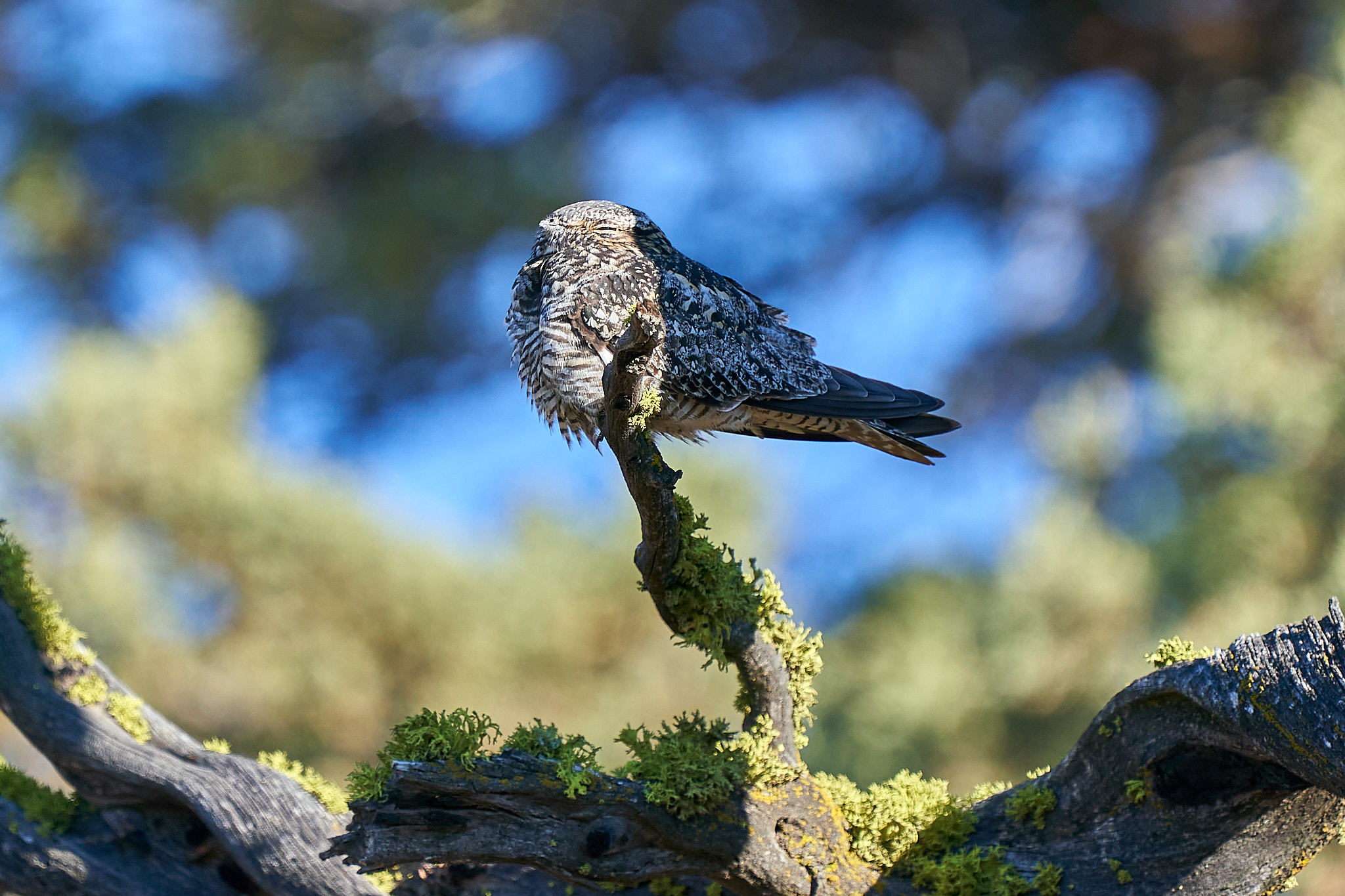 Our History - East Cascades Bird Alliance