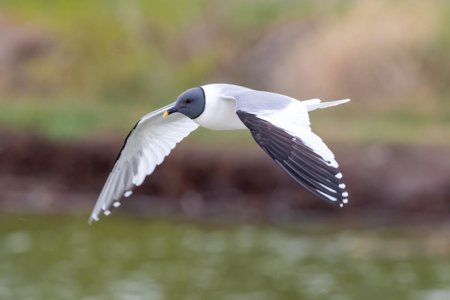 Oregon Birding Clubs & Organizations - East Cascades Bird Alliance